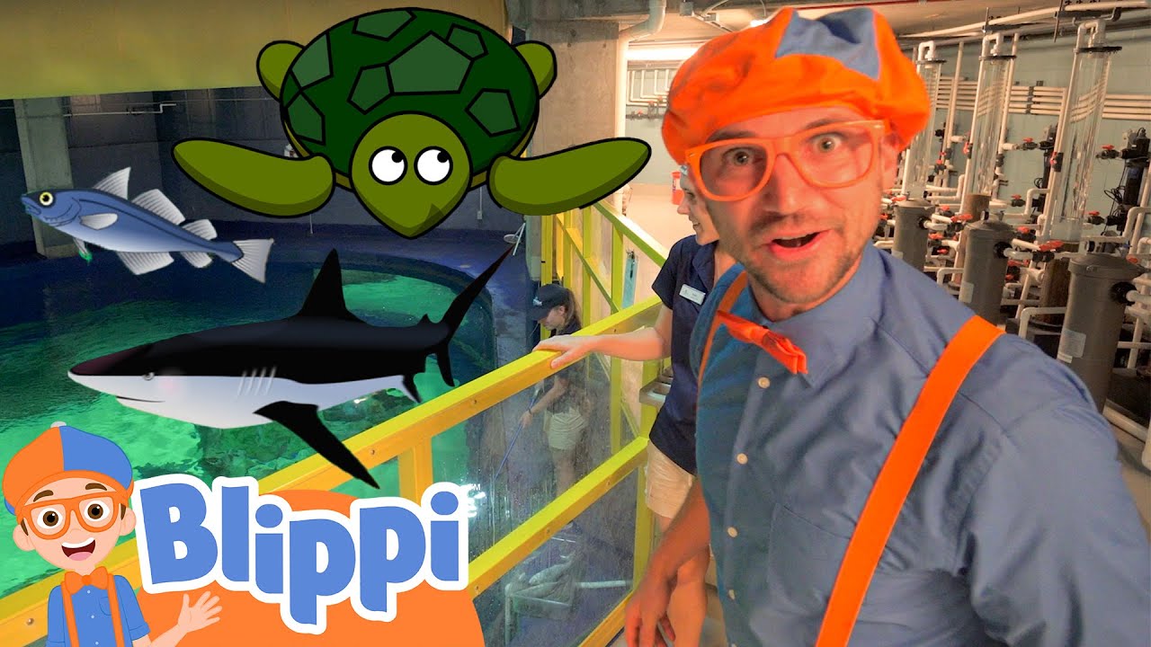 fish for kids - Youtube Kids