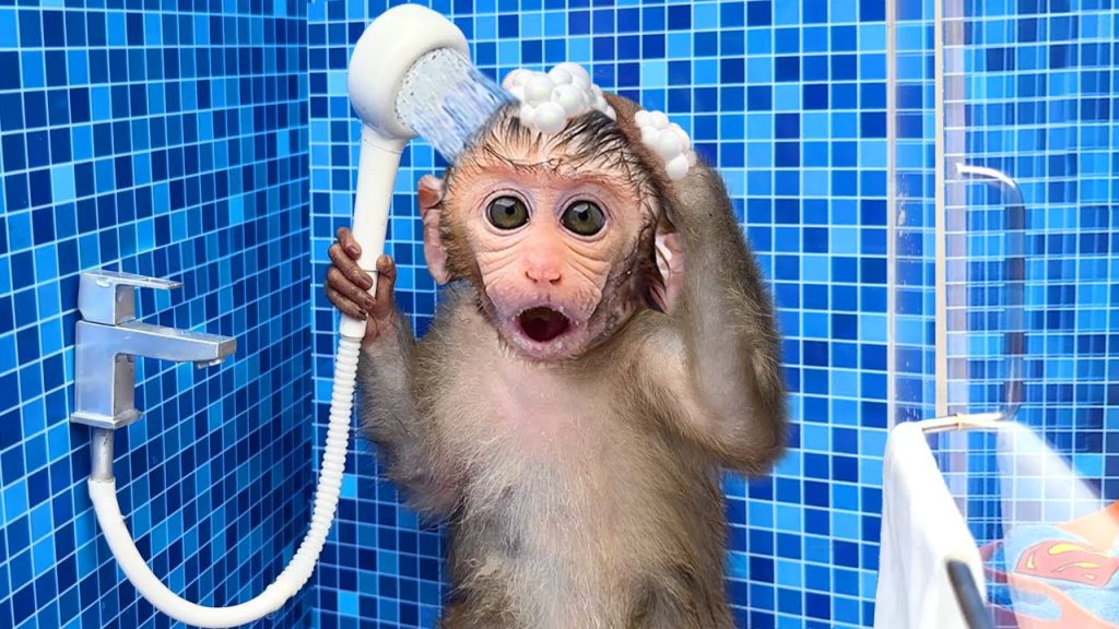 Monkey Baby Bon Bon oes to the toilet and plays with Ducklings in the ...