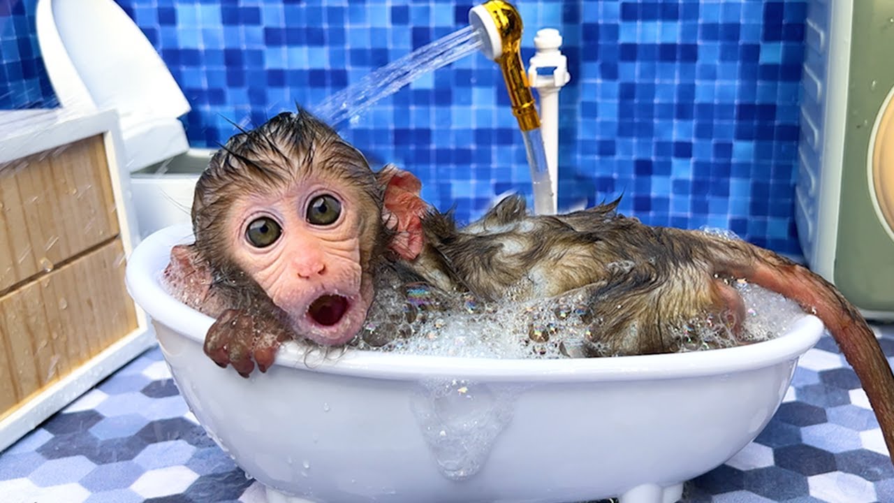 bon bon monkey - Youtube Kids