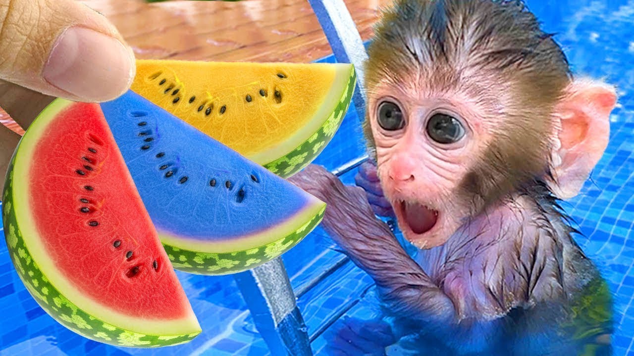 bon bon monkey - Youtube Kids