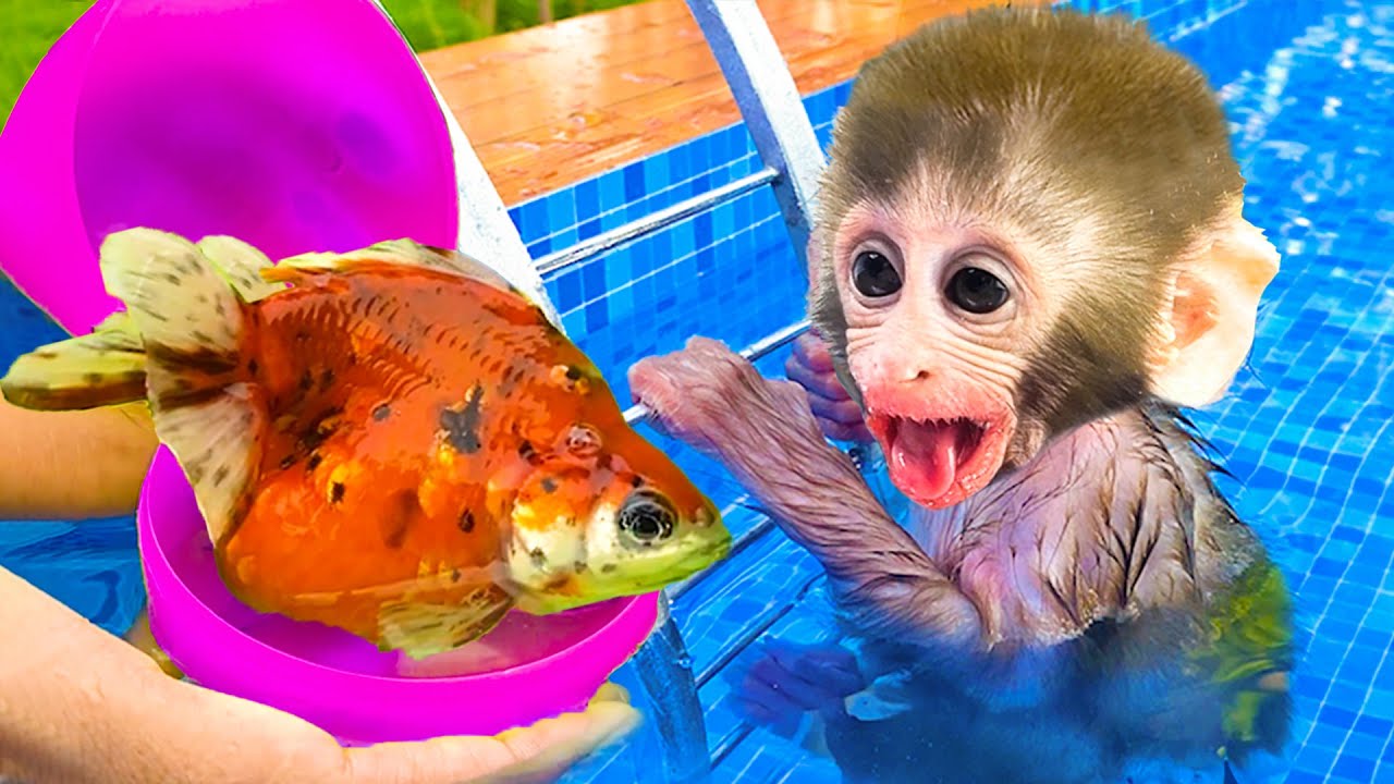 baby monkey - Youtube Kids