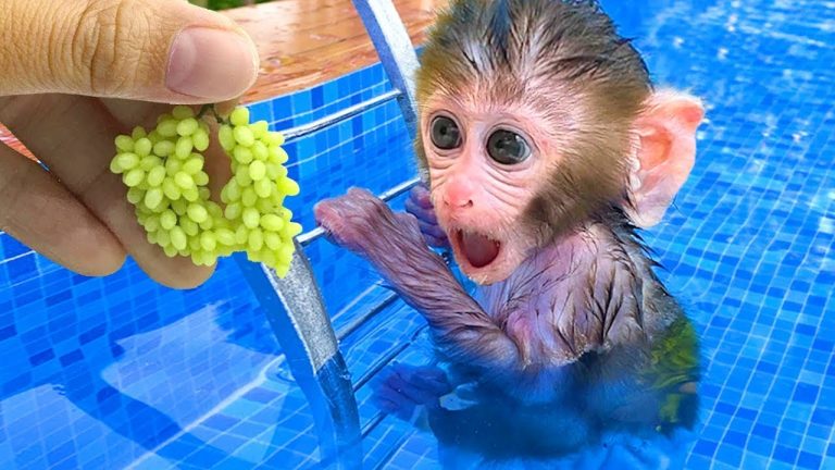 bon bon monkey - Youtube Kids