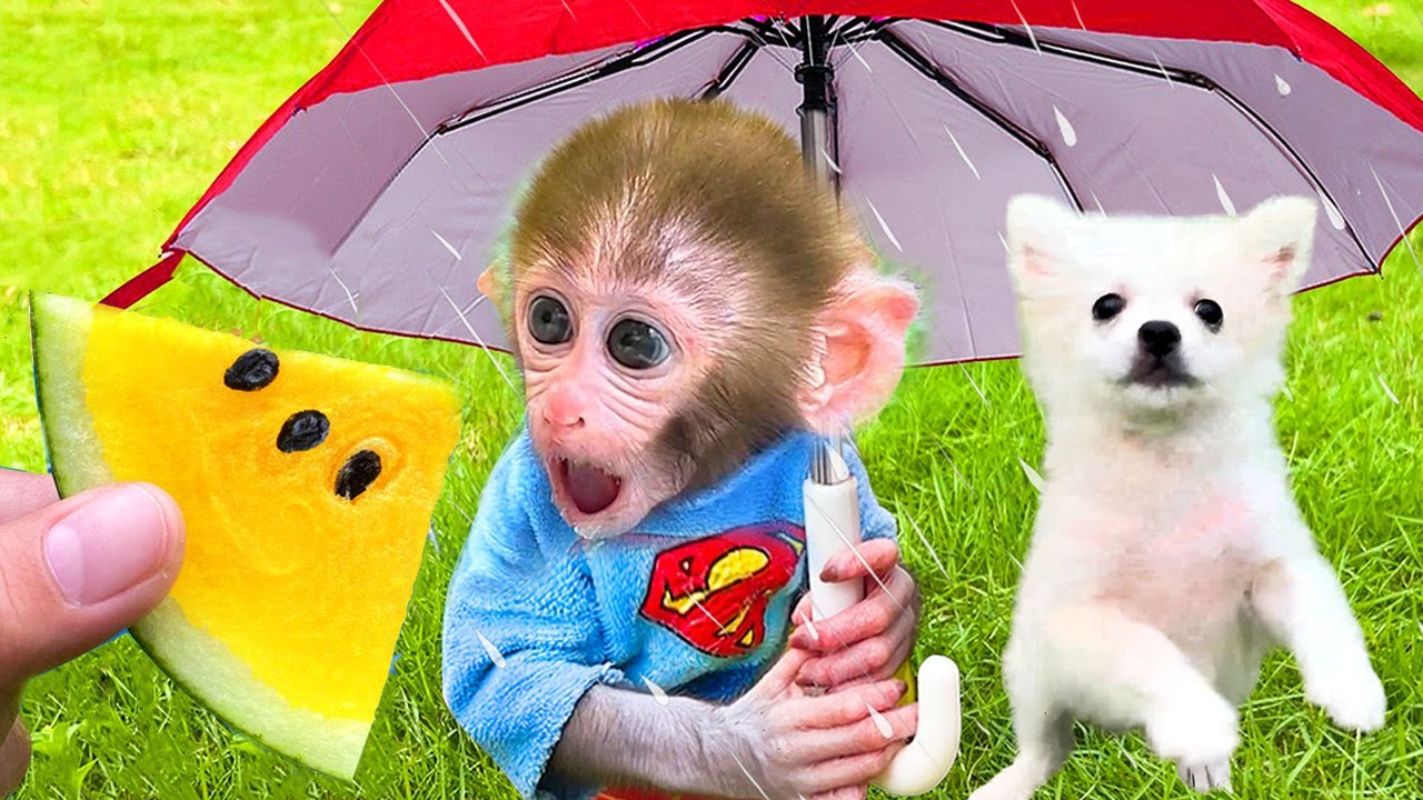 bon bon monkey - Youtube Kids