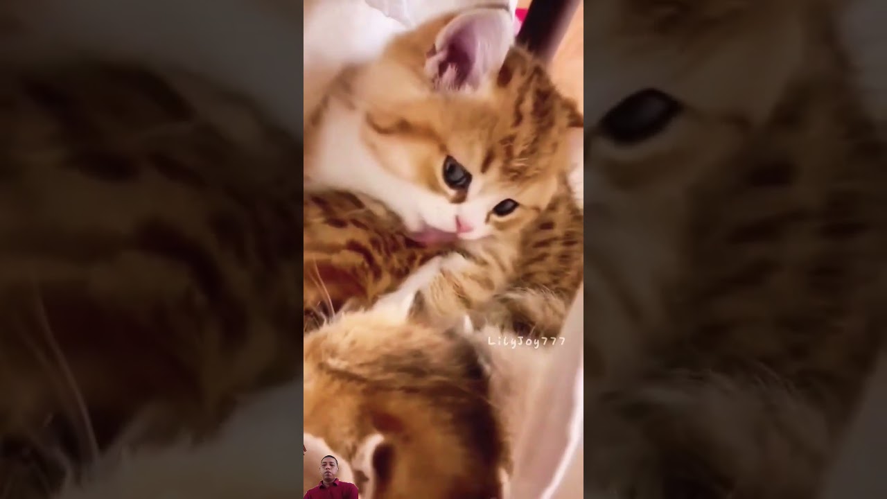 kitty cat - Youtube Kids