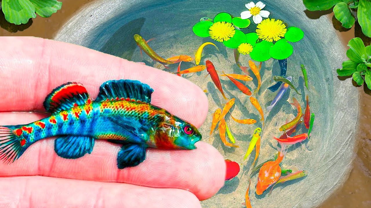 betta fish - Youtube Kids