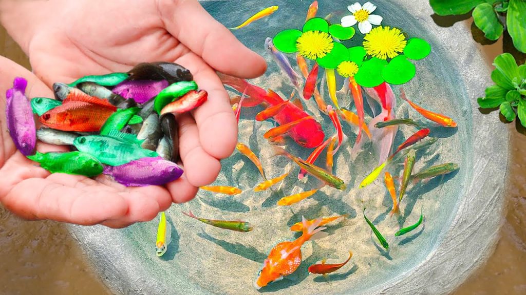 ranchu fish - Youtube Kids