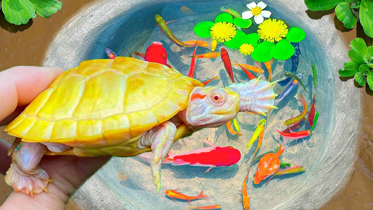 koi fish - Youtube Kids