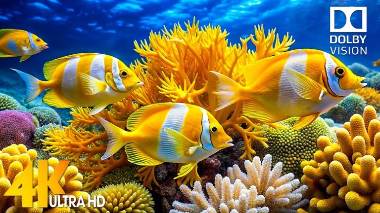 4k ocean video - Youtube Kids