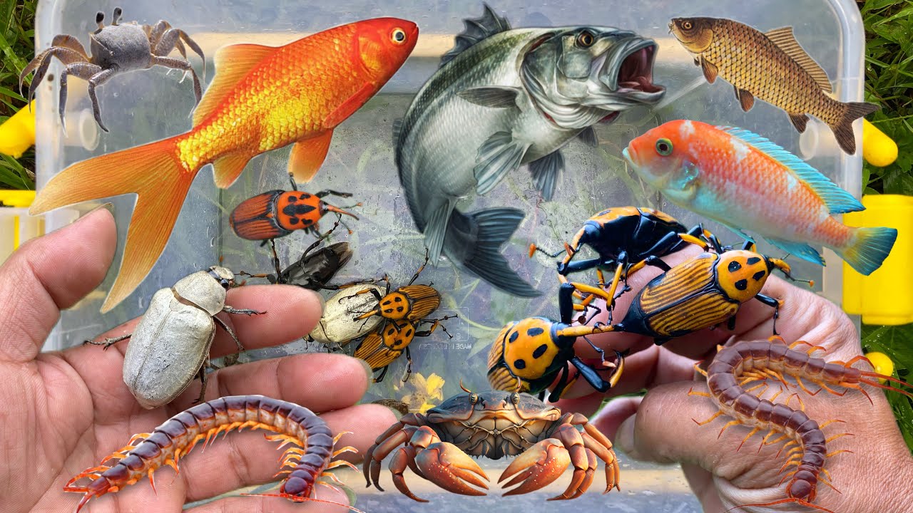 Catch insect - Youtube Kids