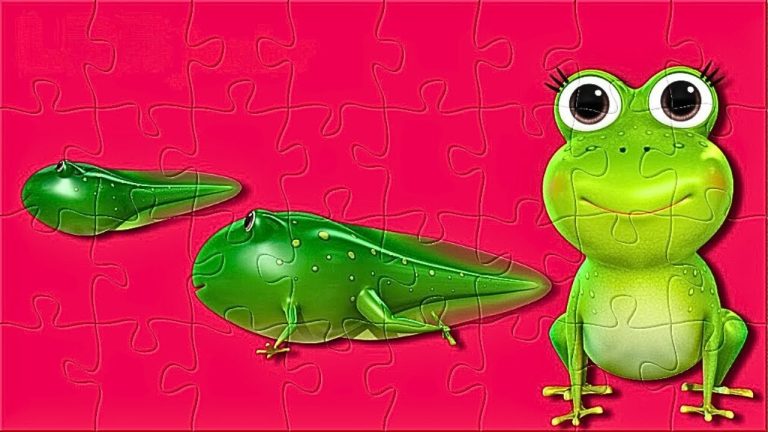 Life Cycle of A Frog - Youtube Kids