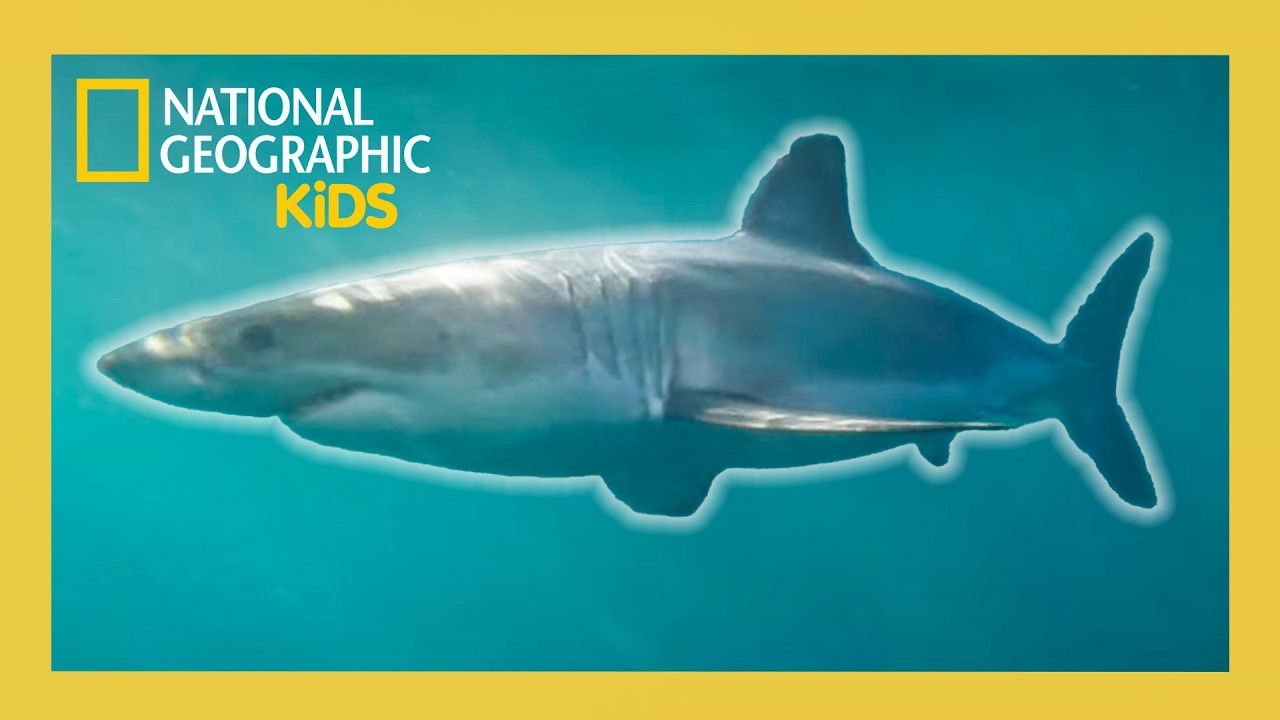 baby sharks - Youtube Kids