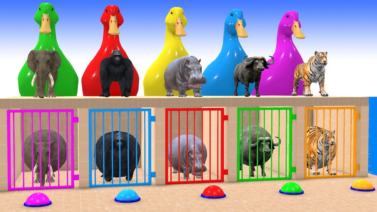 funny animals - Youtube Kids