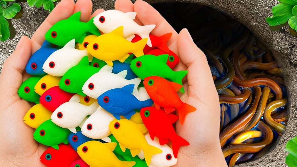 platy fish - Youtube Kids